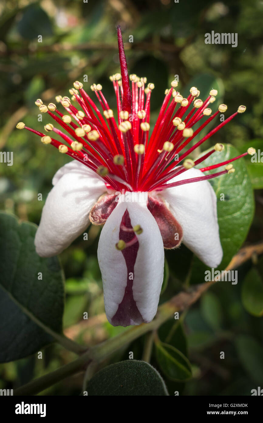 Flower of Acca Sellowiana on a branch Stock Photo - Alamy