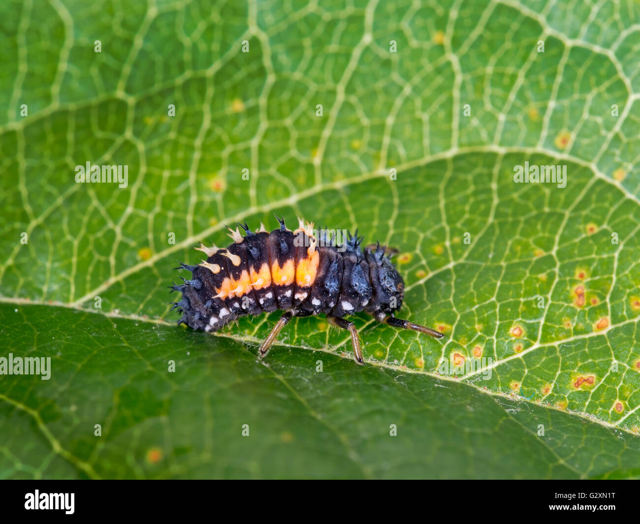Ladybird macro hi-res stock photography and images - Alamy