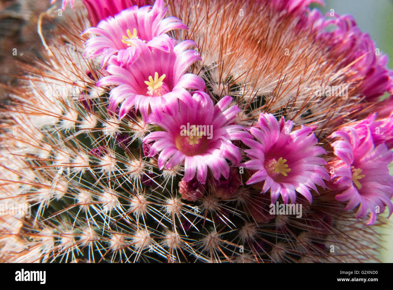 Cactus flower pink Stock Photo - Alamy