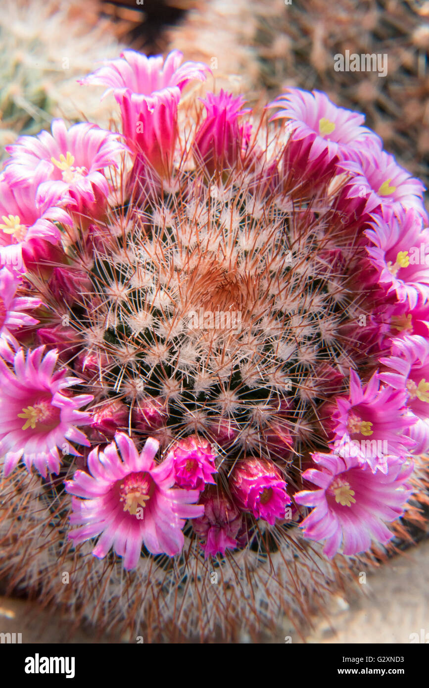 Cactus flower pink Stock Photo - Alamy