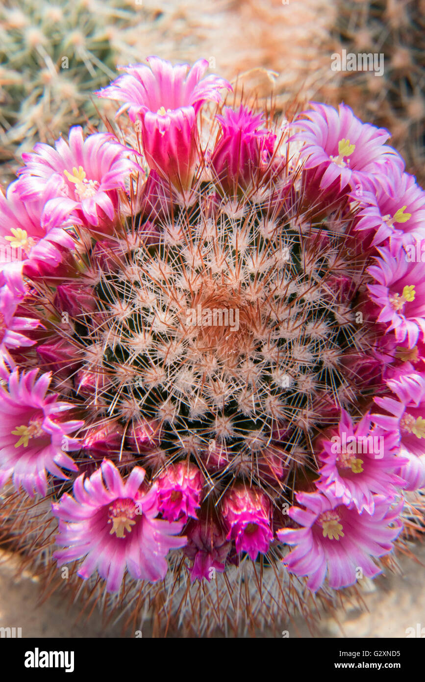 Cactus flower pink Stock Photo - Alamy