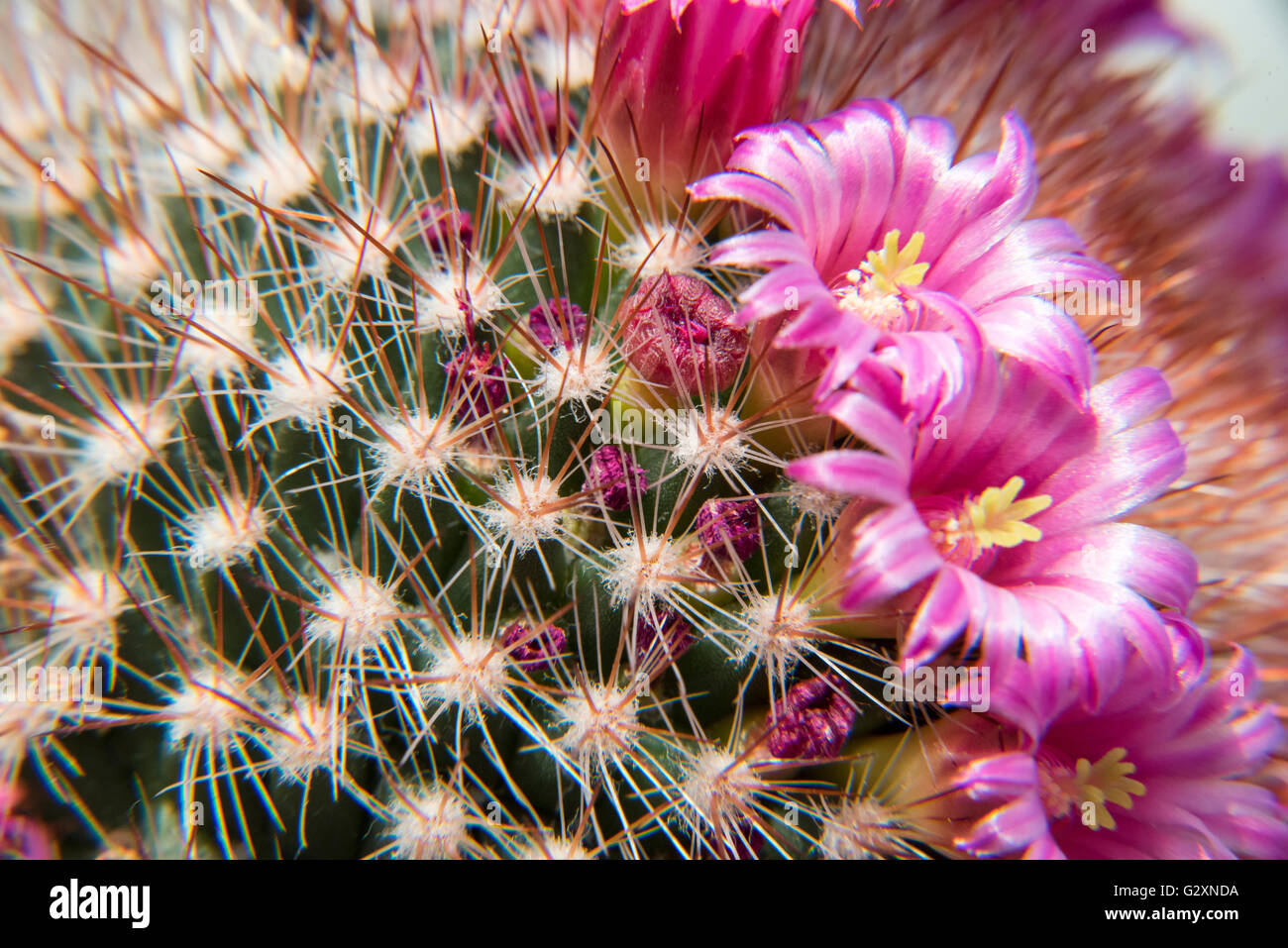 Cactus flower pink Stock Photo - Alamy
