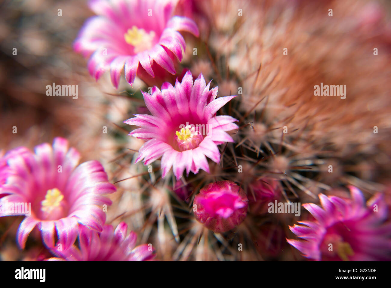 Cactus flower pink Stock Photo - Alamy
