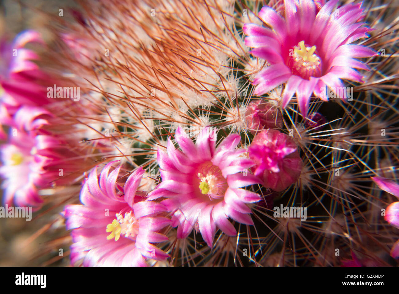 Cactus flower pink Stock Photo - Alamy