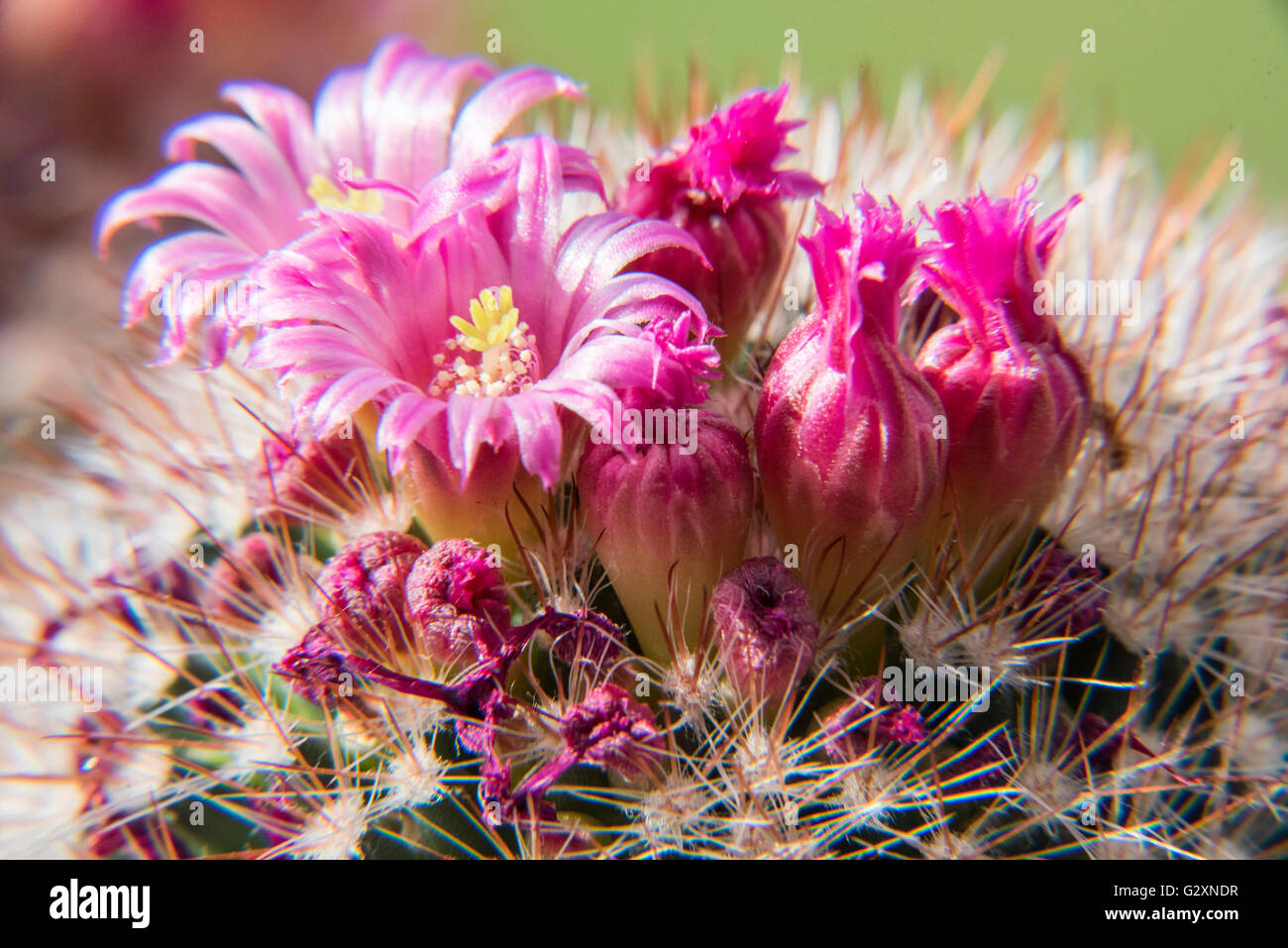 Cactus flower pink Stock Photo - Alamy