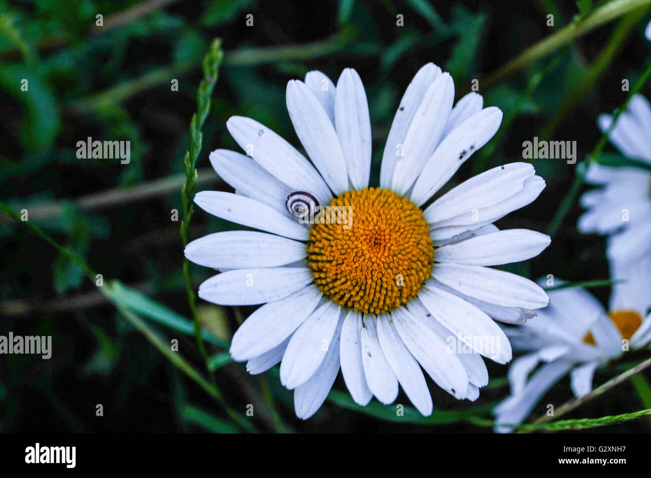 Daisy with snail Stock Photo - Alamy