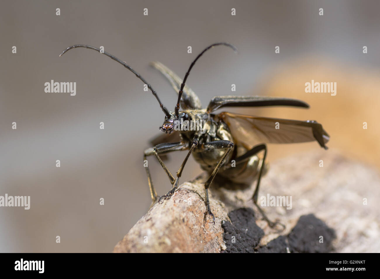 Longhorn beetle flight fly High Resolution Stock Photography and Images ...