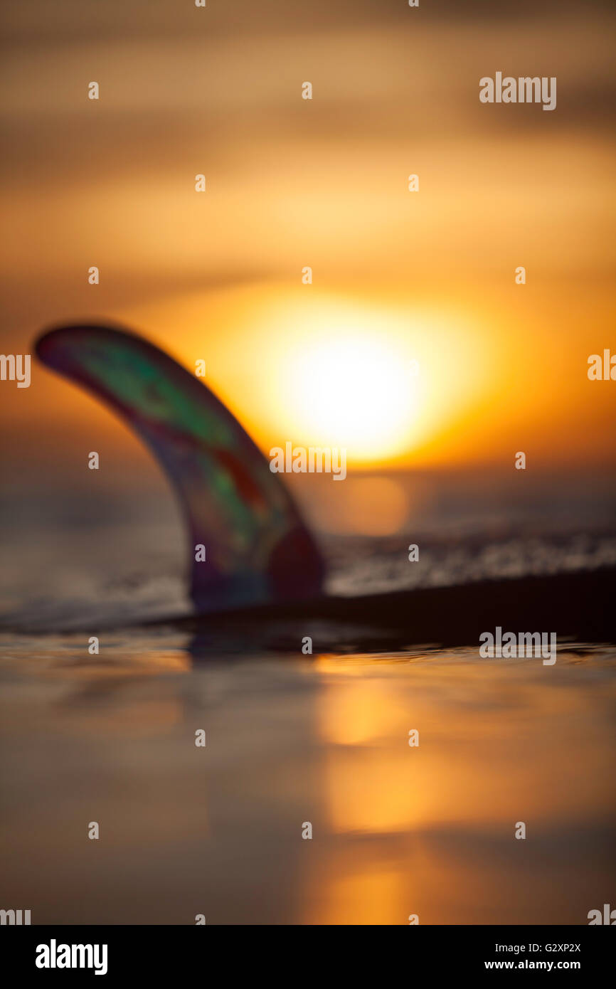 Closeup of Rainbow Fin Company single fin(skeg) on custom Kanaiupuni ...