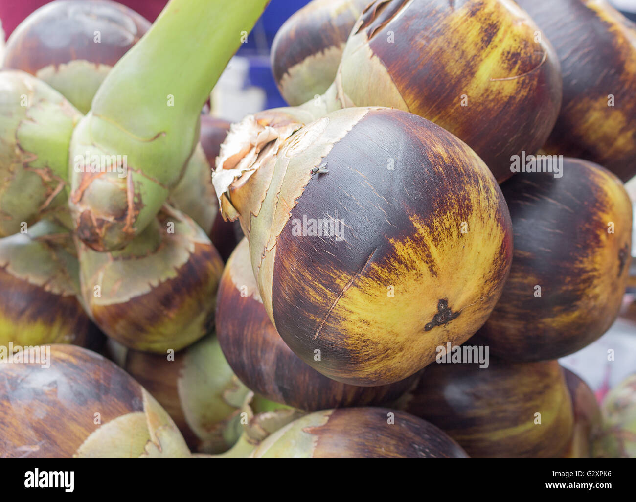 Toddy Palm High Resolution Stock Photography and Images - Alamy