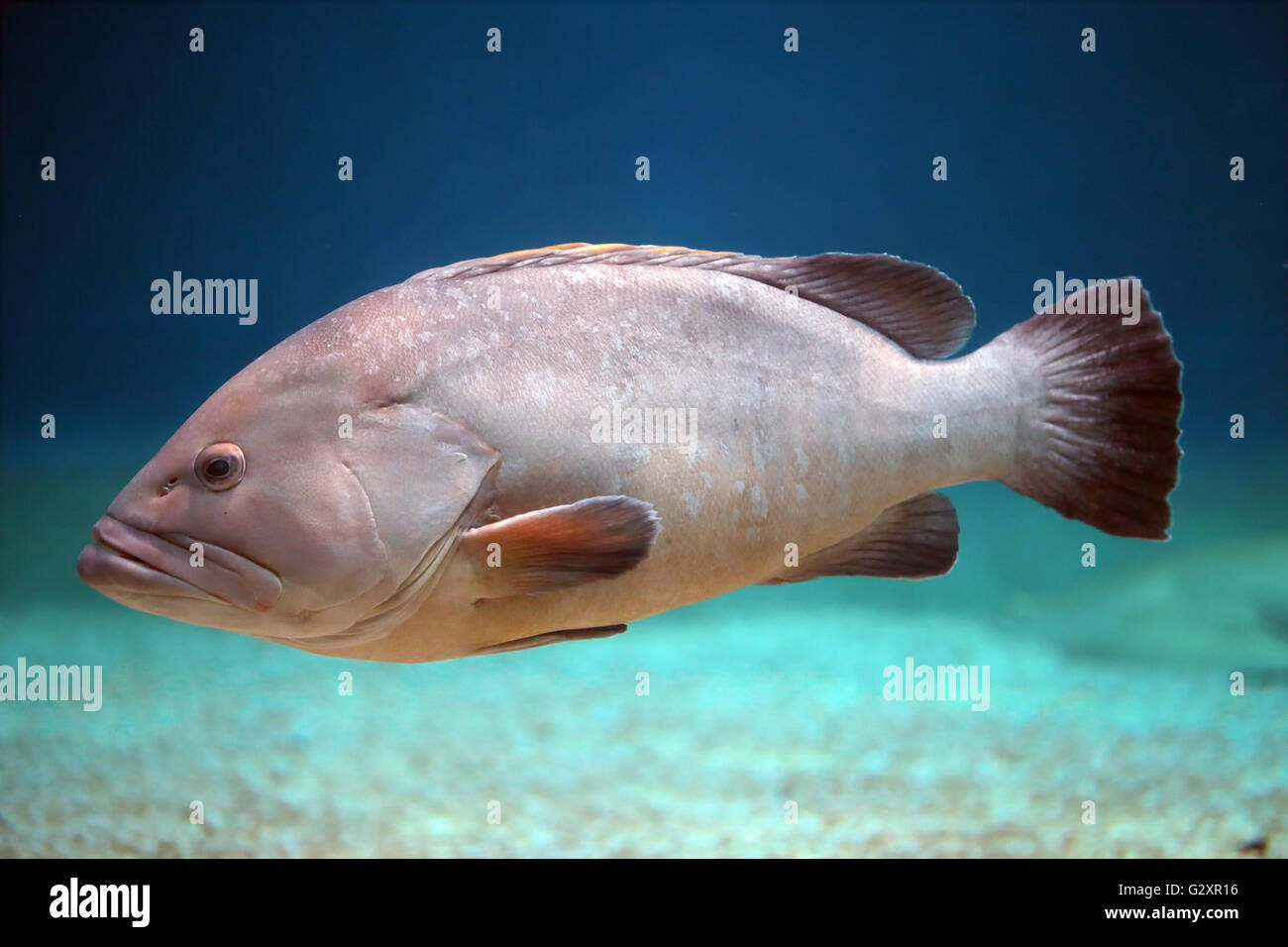A big grouper swimming alone close to the seabed. These fishes can be ...