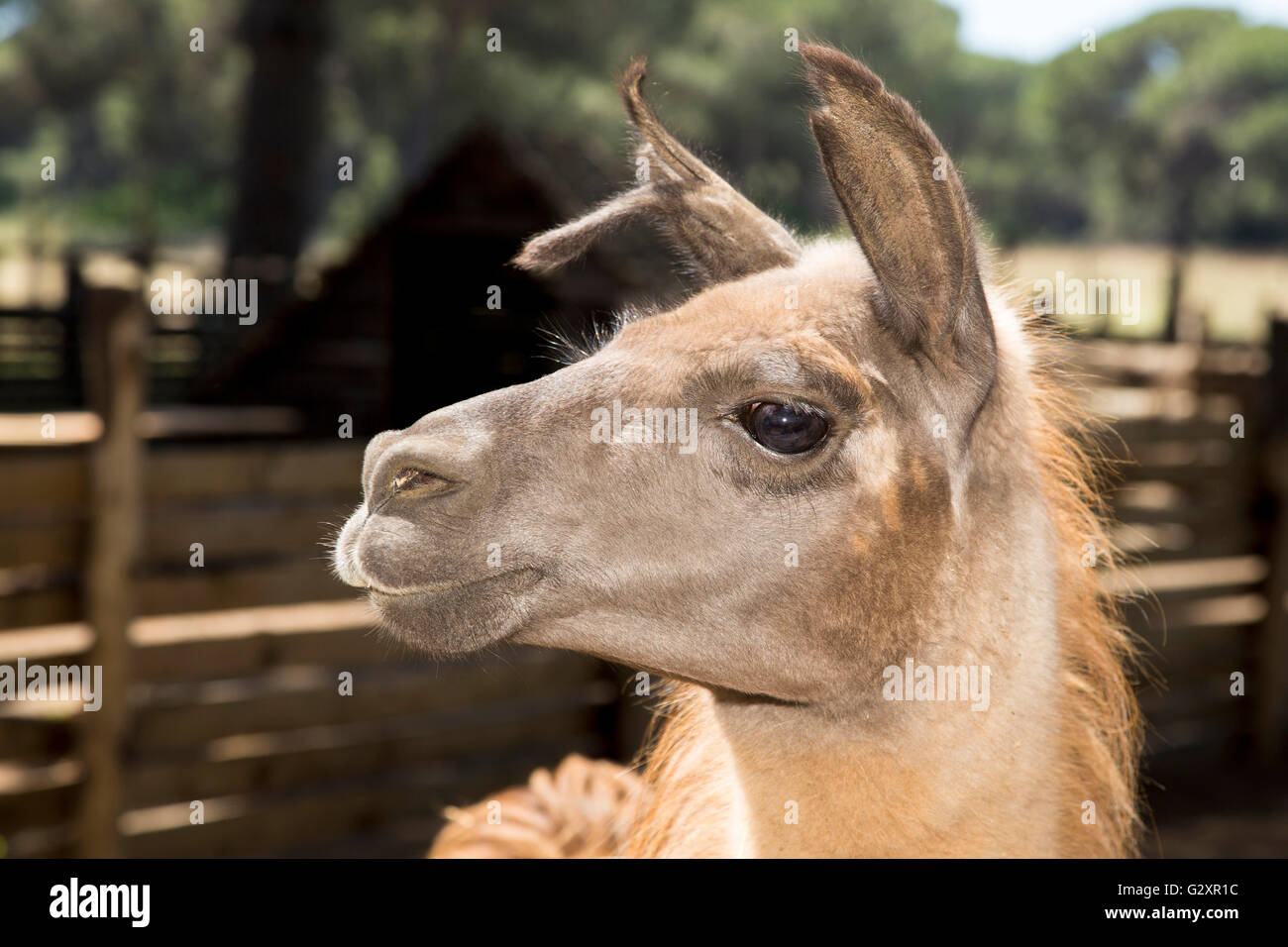 Portrait of a sheared brown llama. These South American animals are ...
