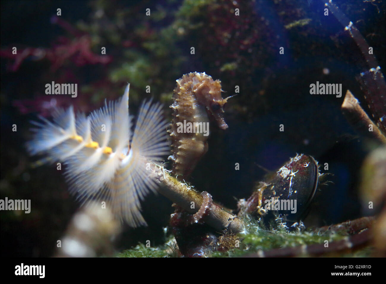 Seahorse with the tail wrapped around the tube of a bristle worm Stock ...