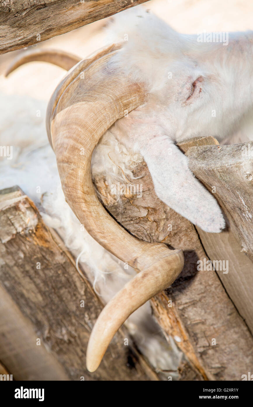 Closeup of long horns of an Angora goat, Capra hircus. These goats ...