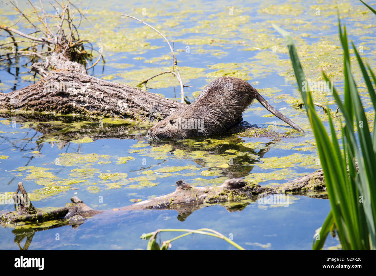 A nutria, Myocastor coypus, also known as river rat or coypu standing ...