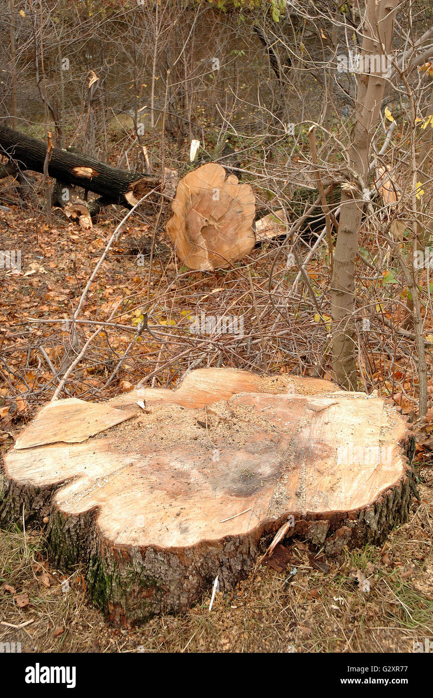 Cutted tree hi-res stock photography and images - Alamy
