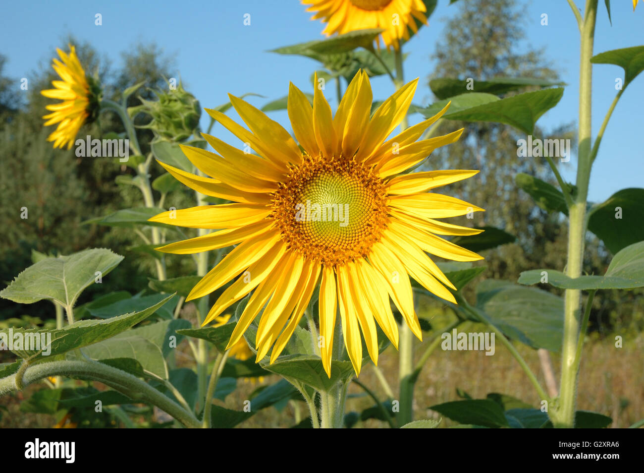 Sunflowers in garden early morning Stock Photo - Alamy