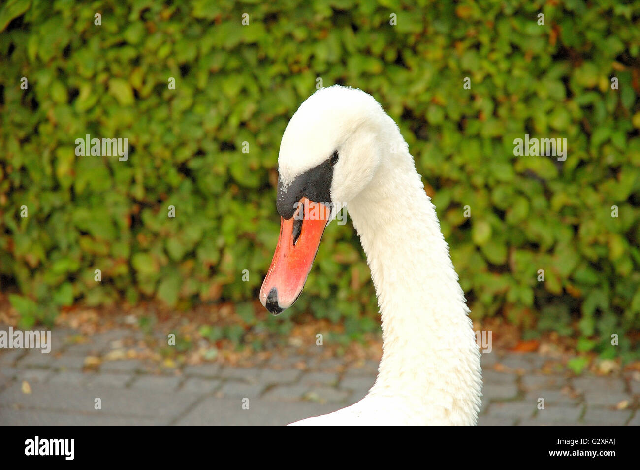 Close up of head and neck of swan Stock Photo - Alamy