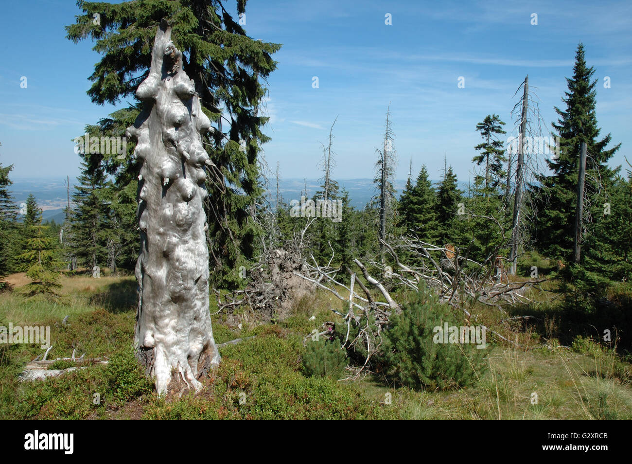 Withered tree hi-res stock photography and images - Alamy