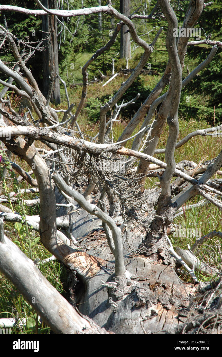 Trunk of old withered tree somewhere in Karkonosze mountains in Poland ...