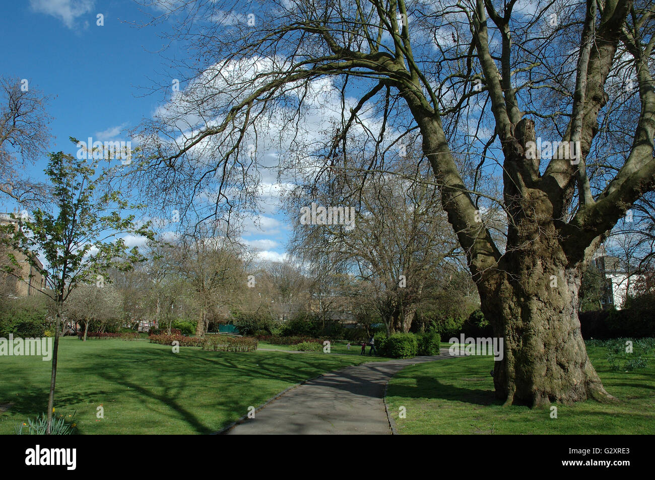 Path and trees in park in London Stock Photo - Alamy