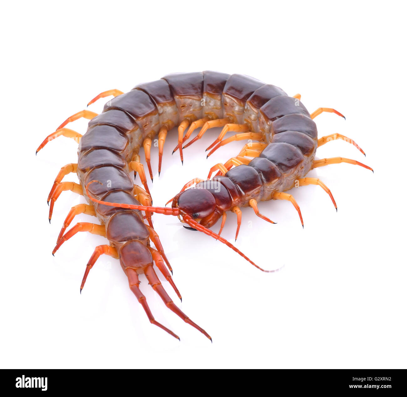 centipede on white background Stock Photo - Alamy