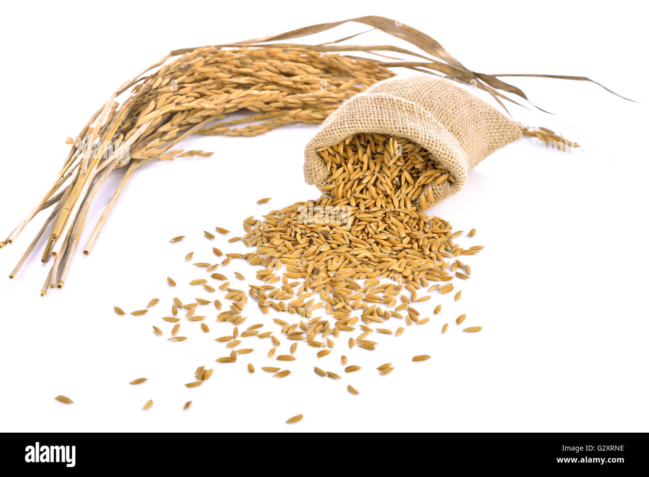 paddy rice in small burlap sack is isolated on white background Stock ...