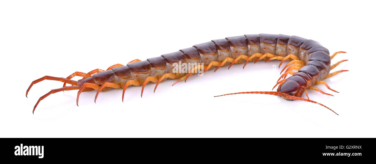 centipede on white background Stock Photo - Alamy