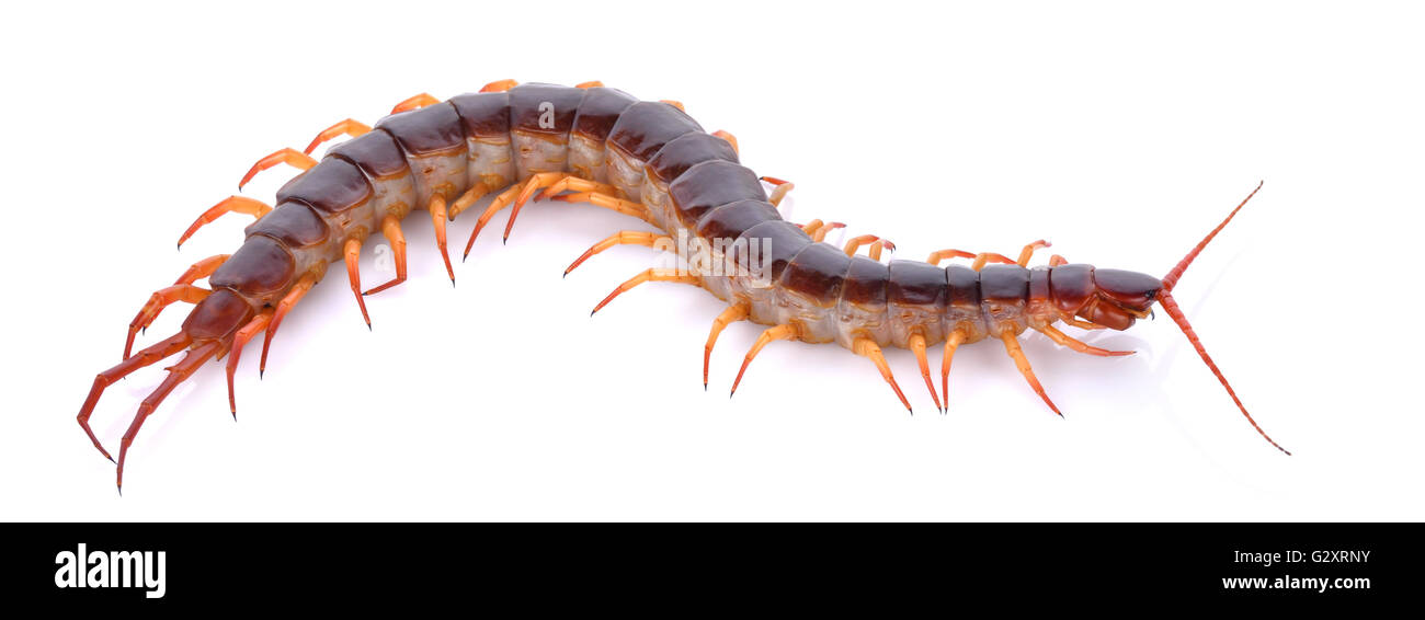 Brown Centipede Stock Photos & Brown Centipede Stock Images - Alamy