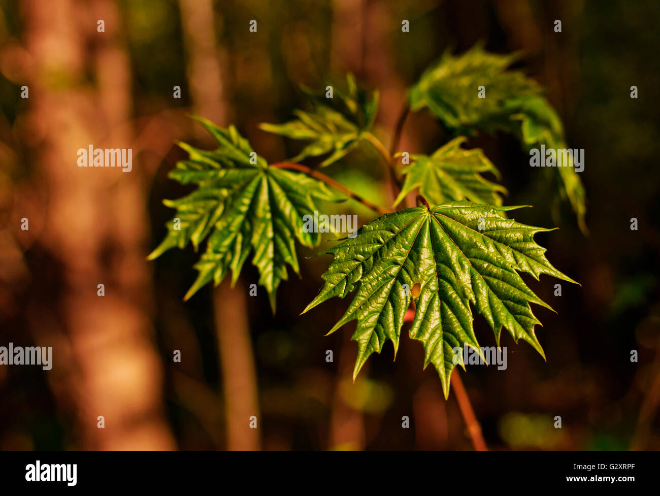 Young leaves maple Stock Photo - Alamy