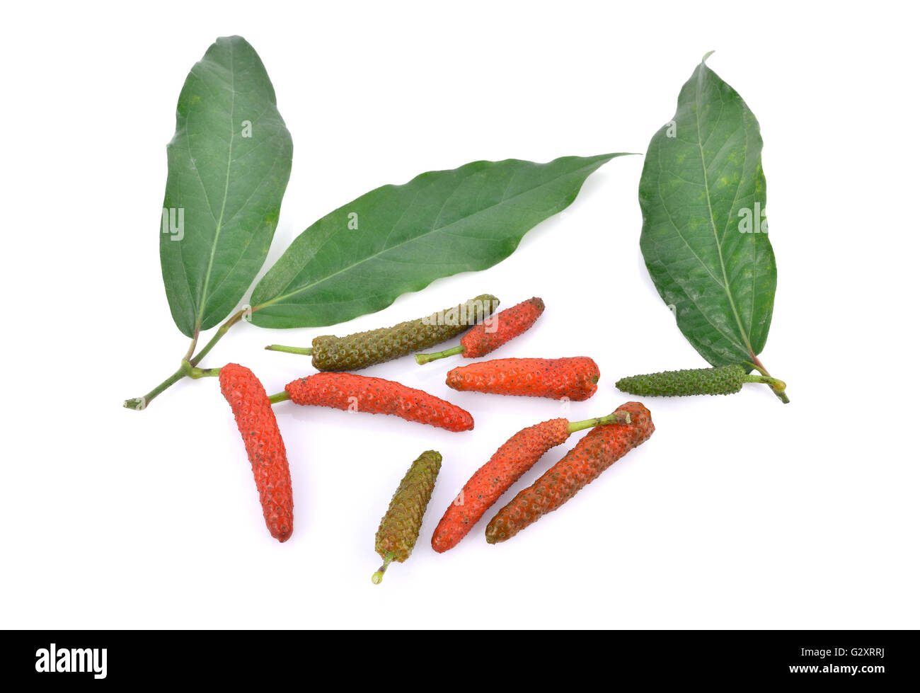 Long pepper or Piper longum isolated on white background Stock Photo ...