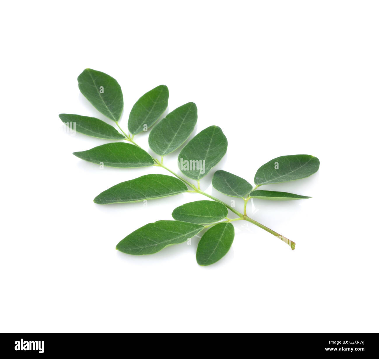 Moringa leaves over white background Stock Photo - Alamy