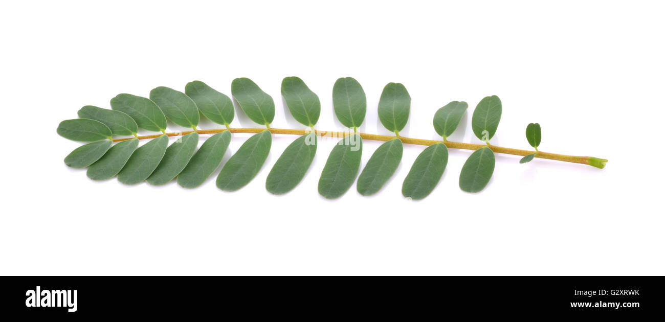 Agasta leaves on White Background Stock Photo - Alamy