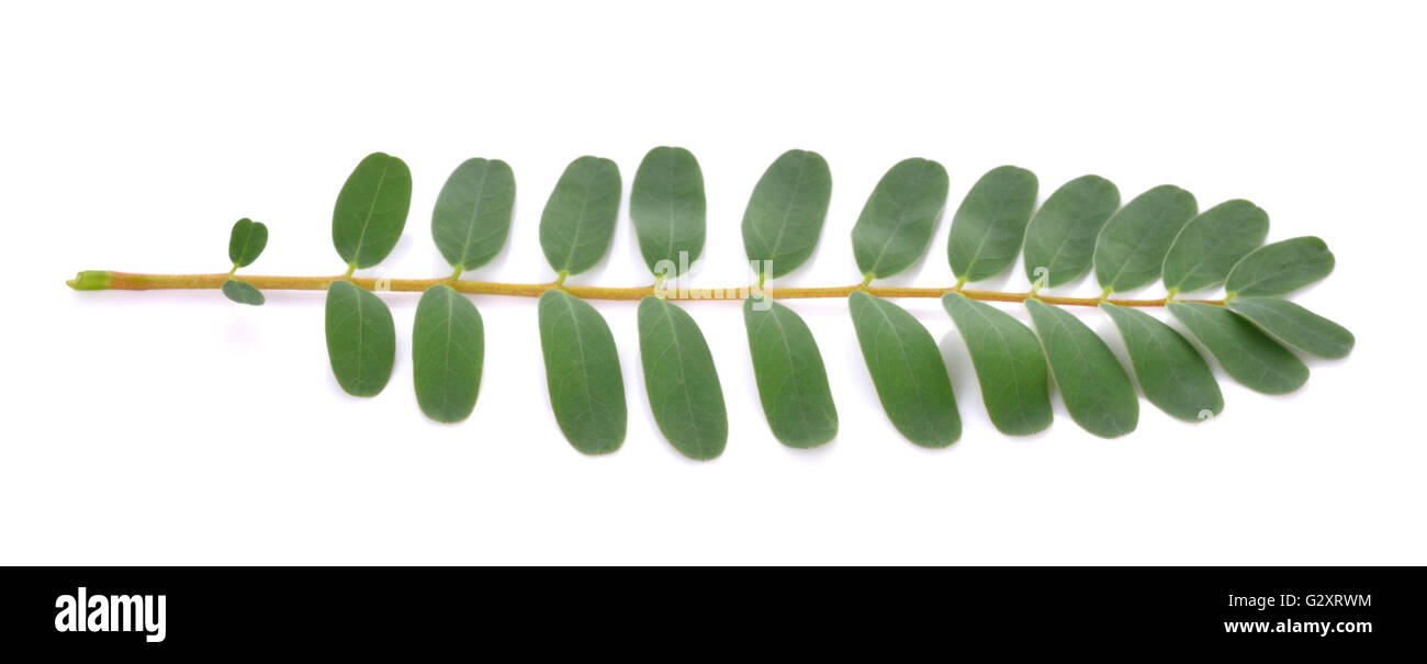 Sesbania hi-res stock photography and images - Alamy