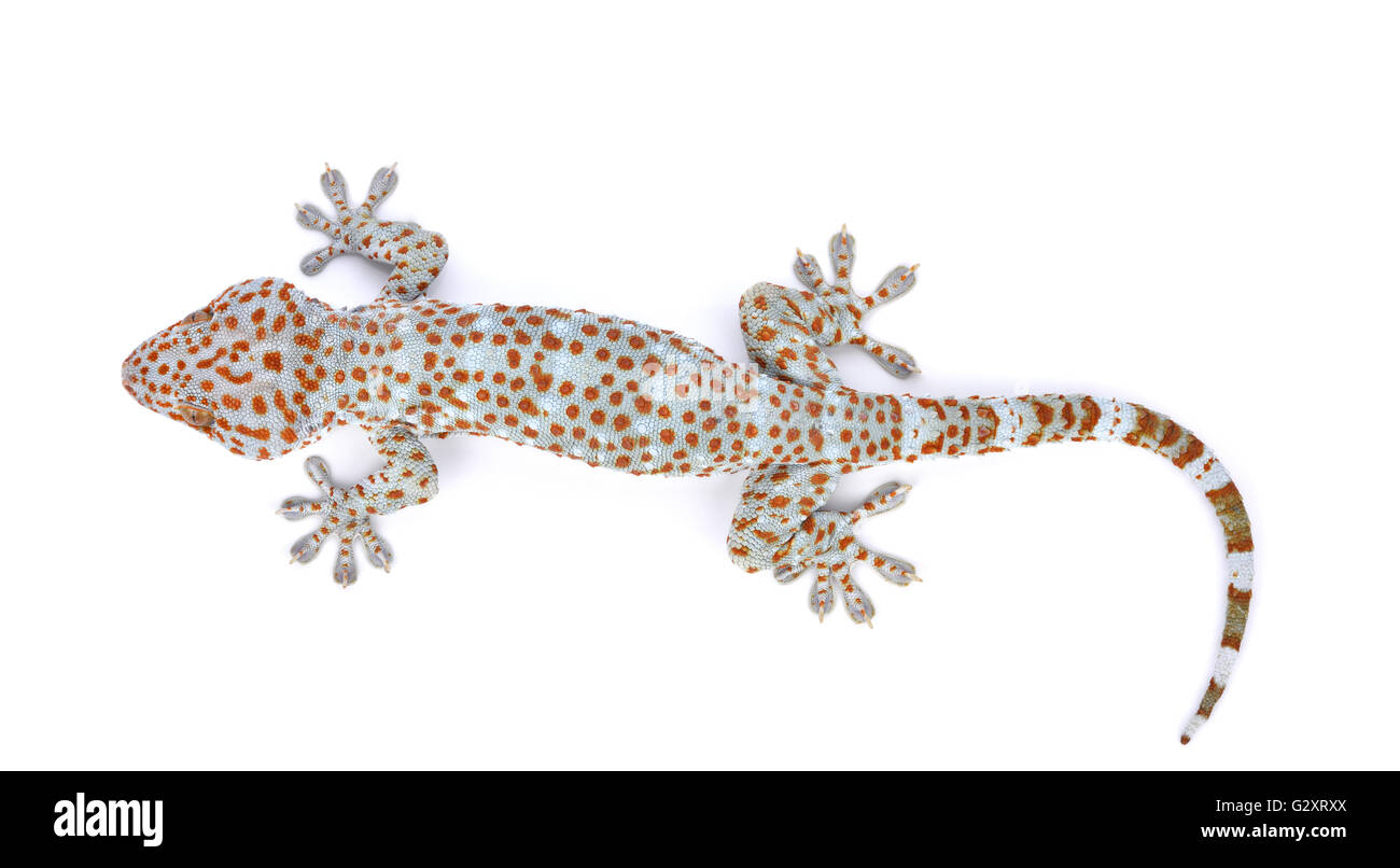 Gecko isolated on white background Stock Photo - Alamy