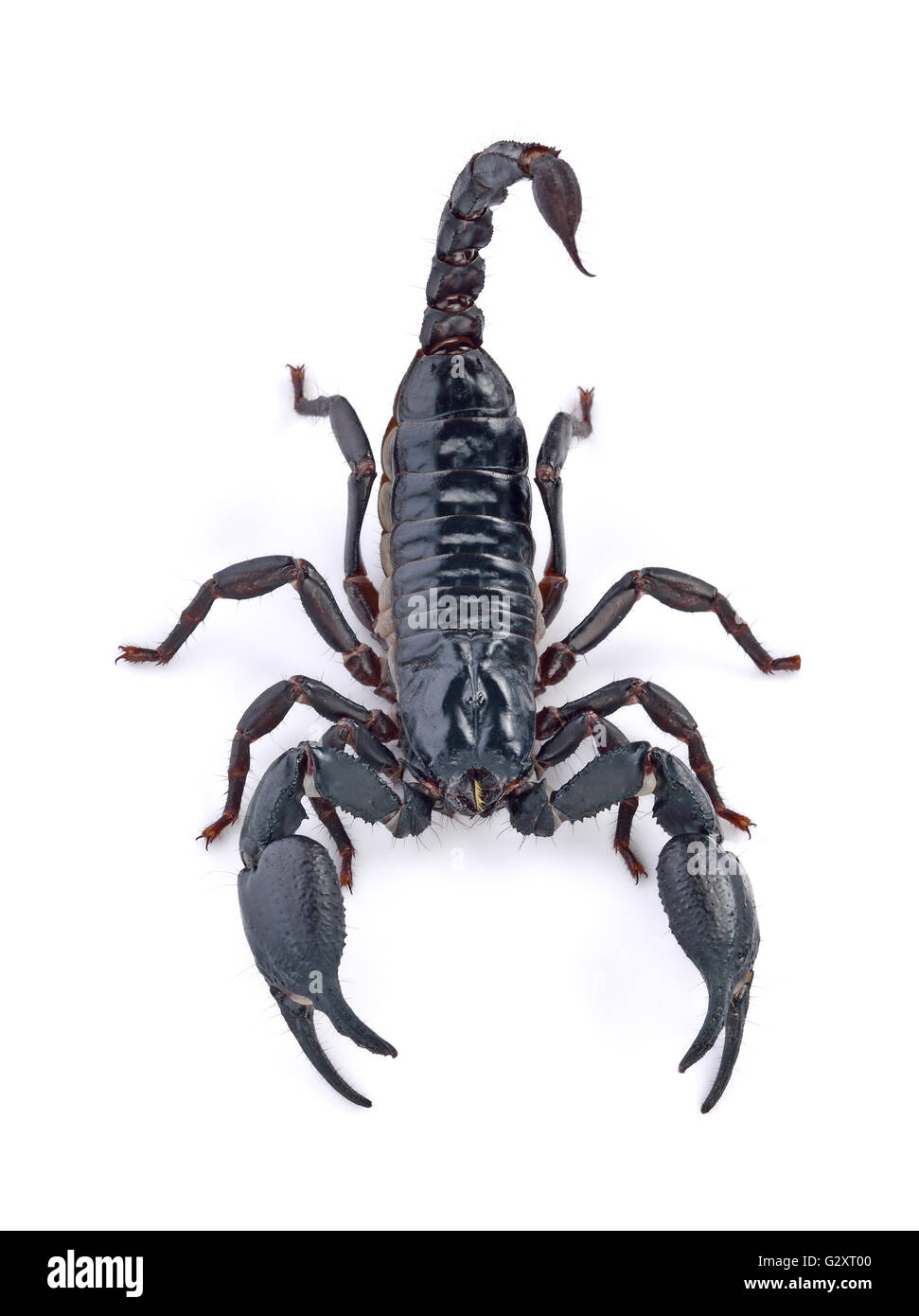 Scorpion on white background Stock Photo - Alamy