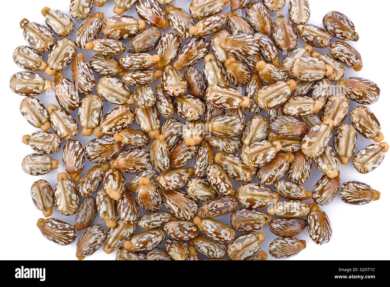 Castor seeds on white background Stock Photo - Alamy