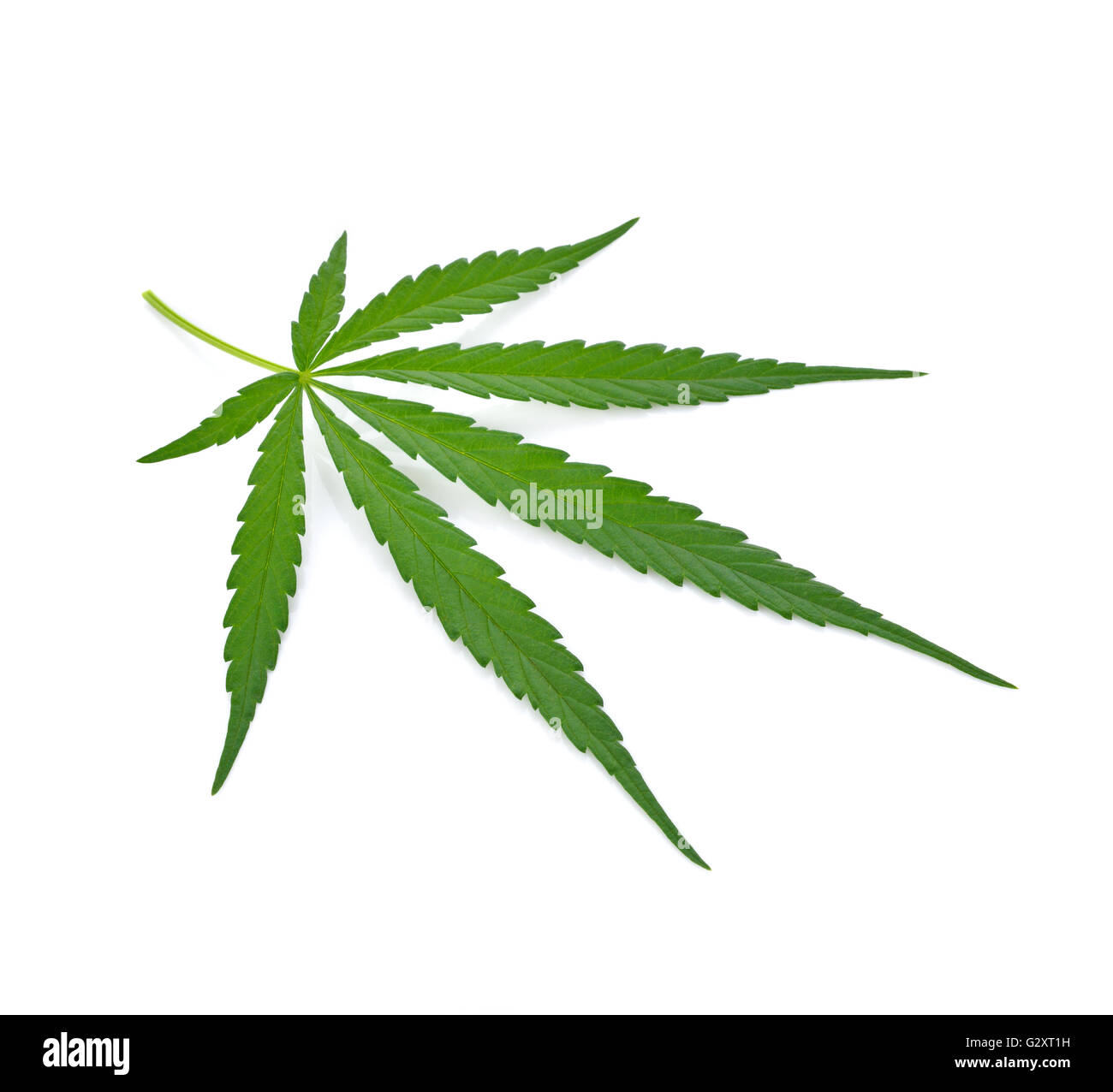 Marijuana leaf Cut Out Stock Images & Pictures - Alamy