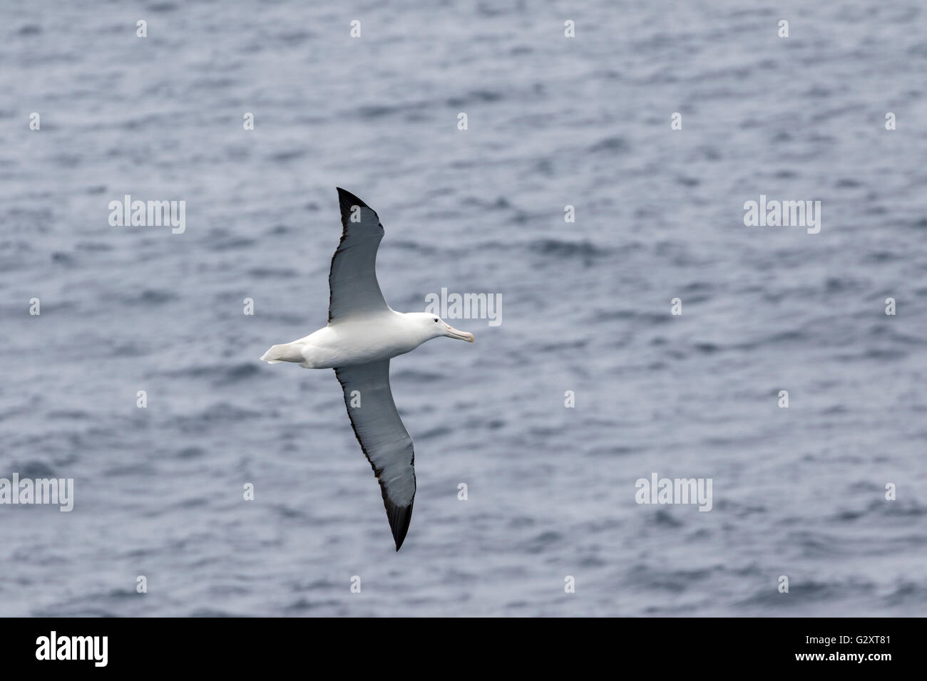 Southern Royal Albatross in flight, Bounty Island, New Zealand sub ...