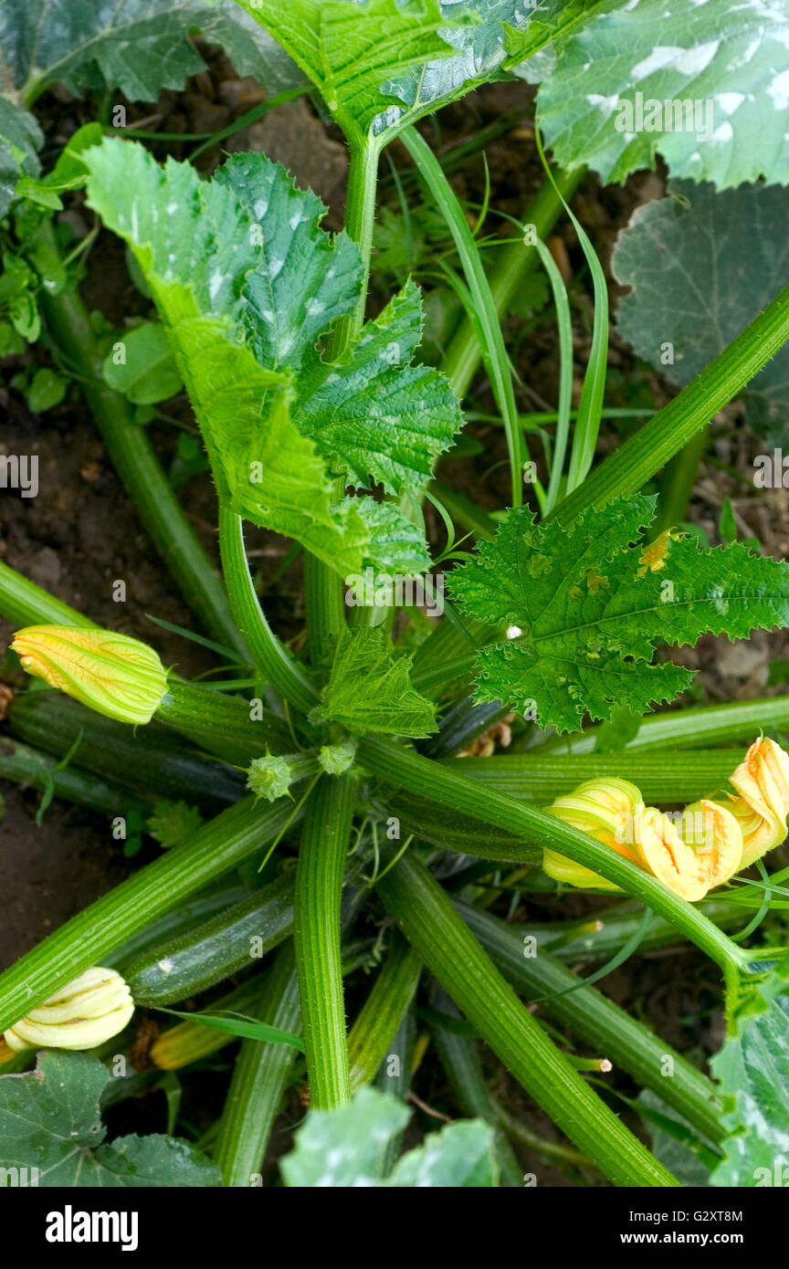 Feet zucchini flower photographed in a garden Stock Photo - Alamy
