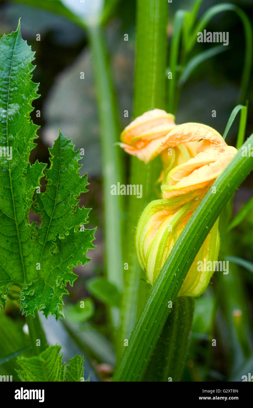 Feet zucchini hi-res stock photography and images - Alamy