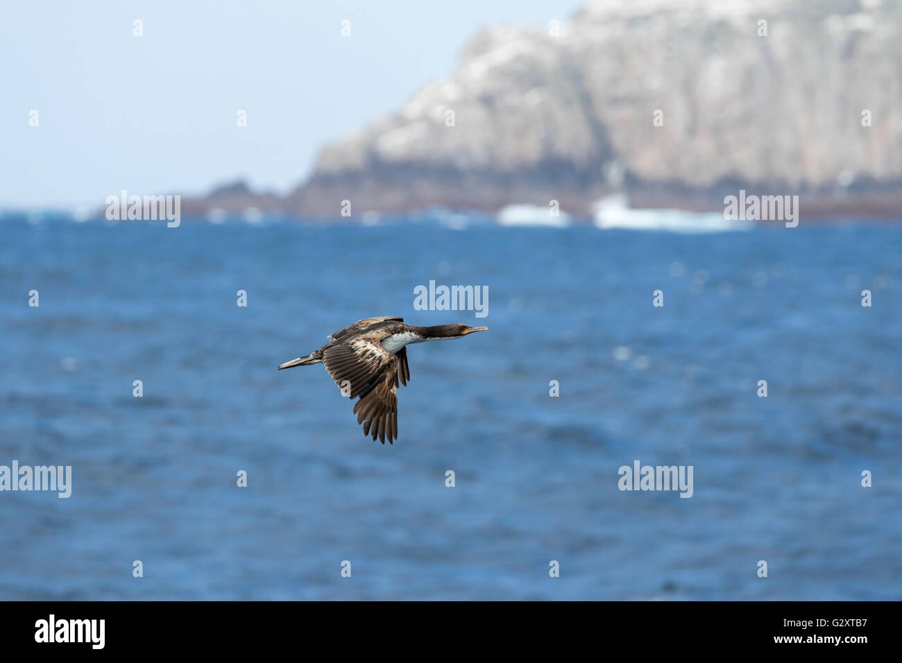 Bounty Island shag in flight at Bounty Island, New Zealand sub ...