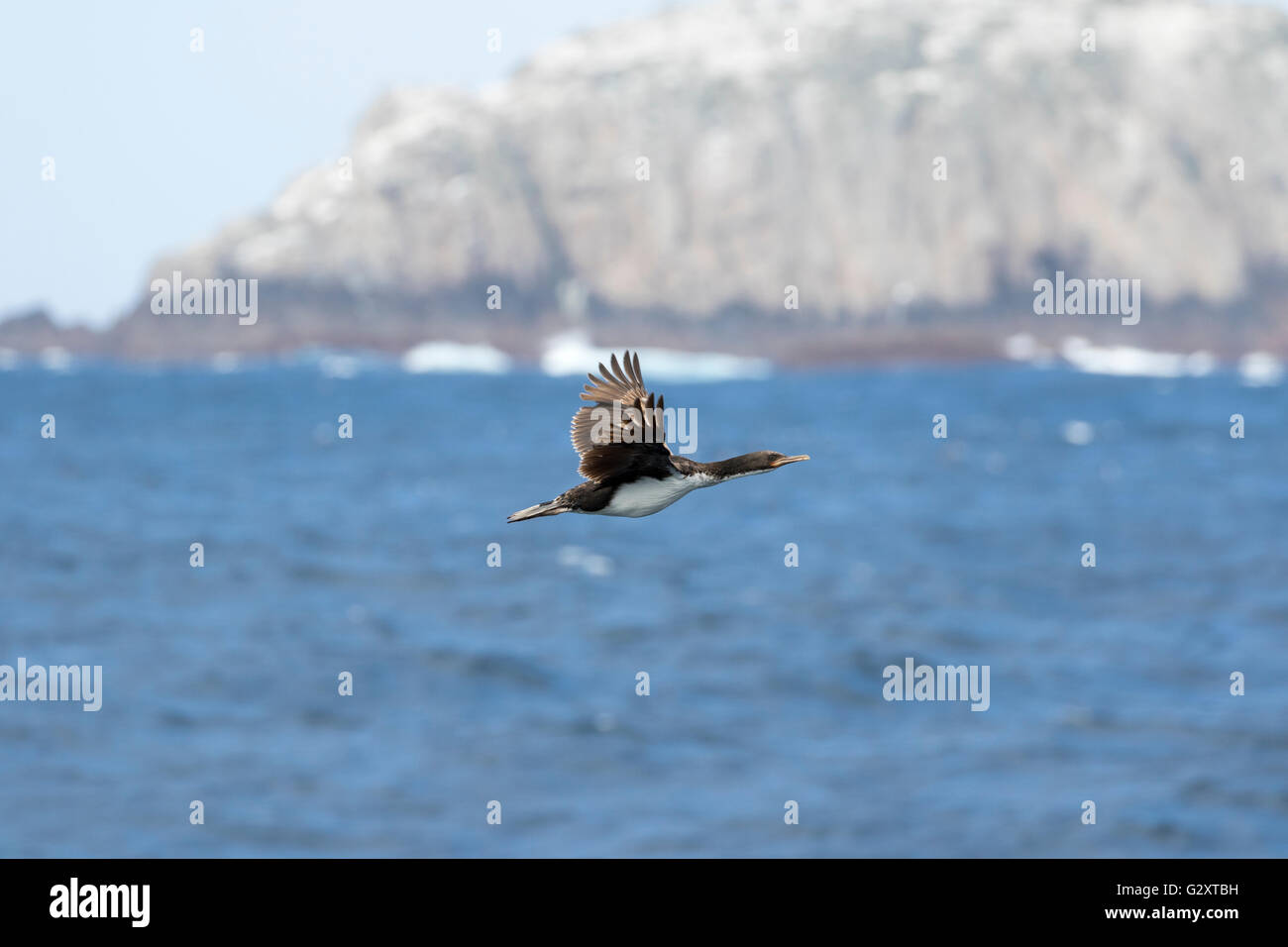Bounty Island shag in flight at Bounty Island, New Zealand sub ...