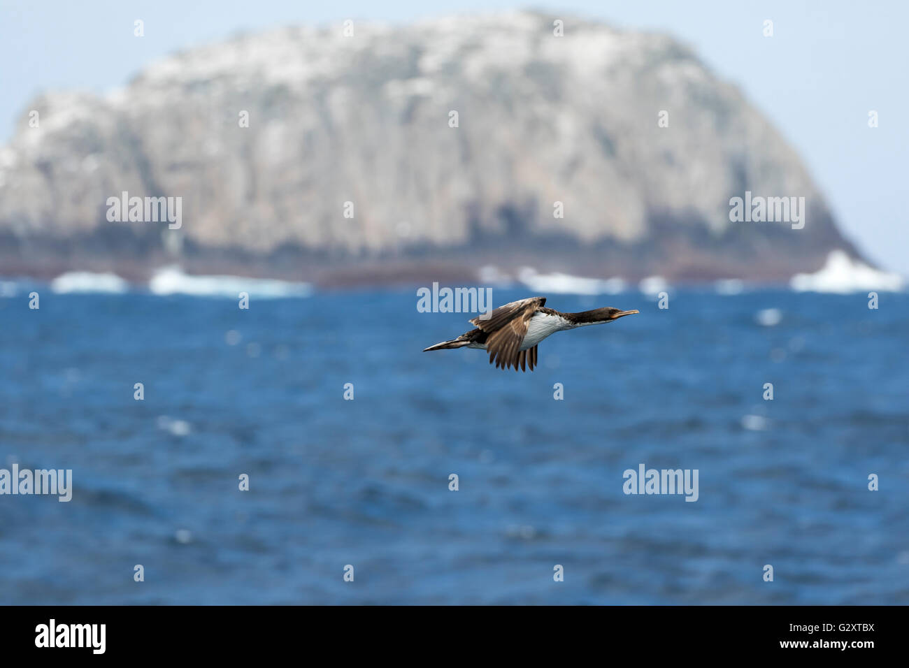 Bounty Island shag in flight at Bounty Island, New Zealand sub ...