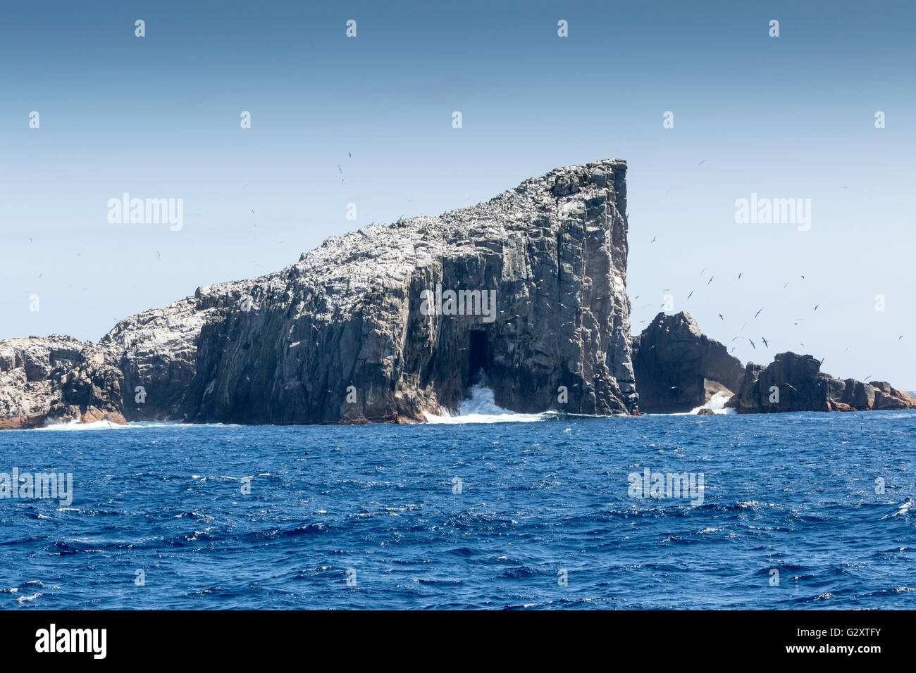 Antarctic seabirds hi-res stock photography and images - Alamy