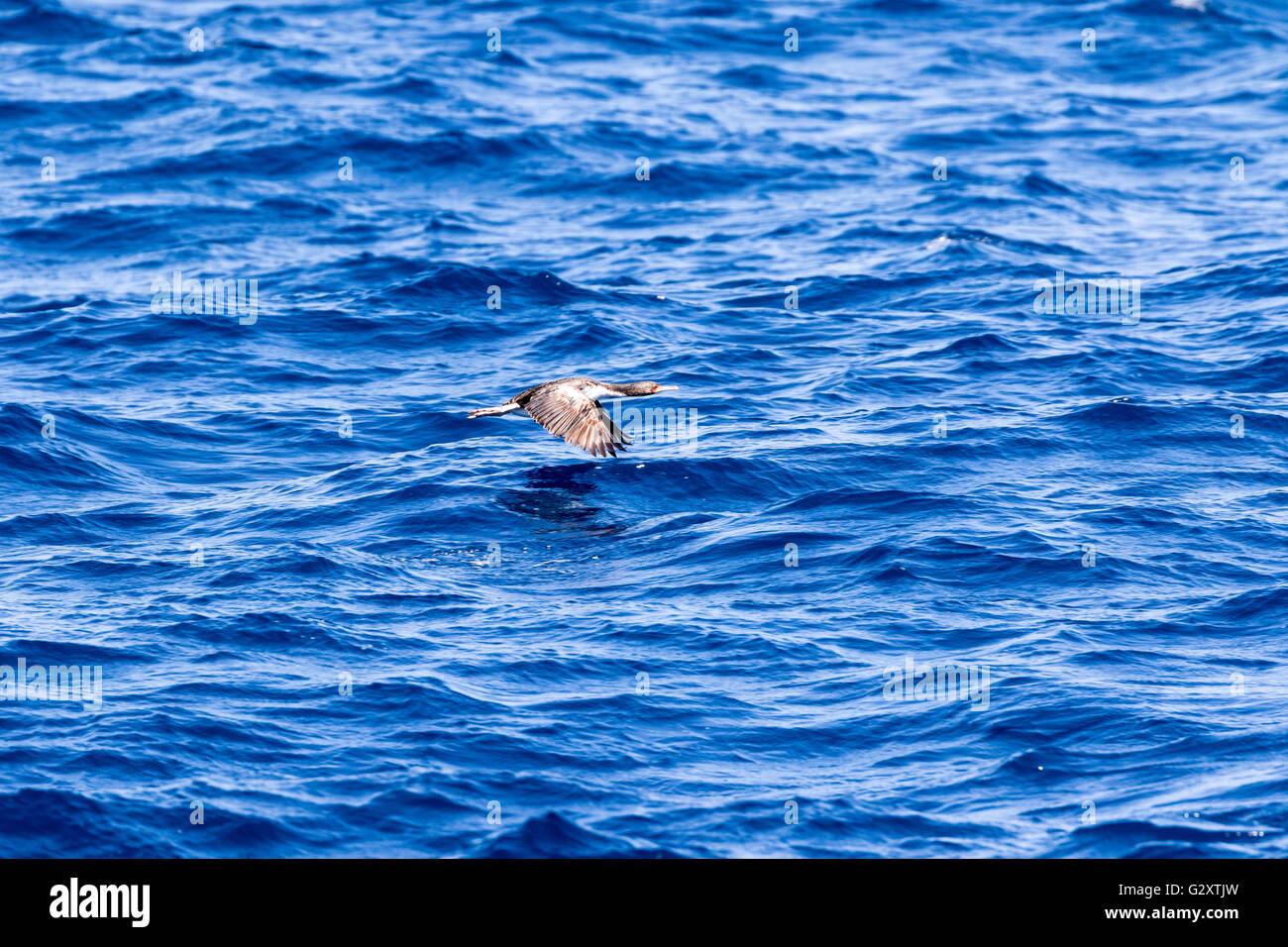 Bounty Island shag in flight, Bounty Island, New Zealand sub-Antarctic ...