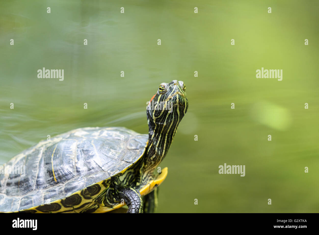Pond Turtle Heating In The Sun On Rock In Lake Water Stock Photo - Alamy