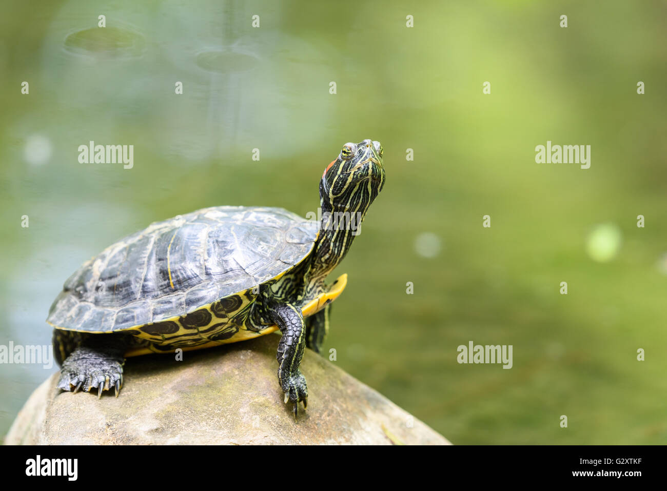 Pond Turtle Heating In The Sun On Rock In Lake Water Stock Photo - Alamy