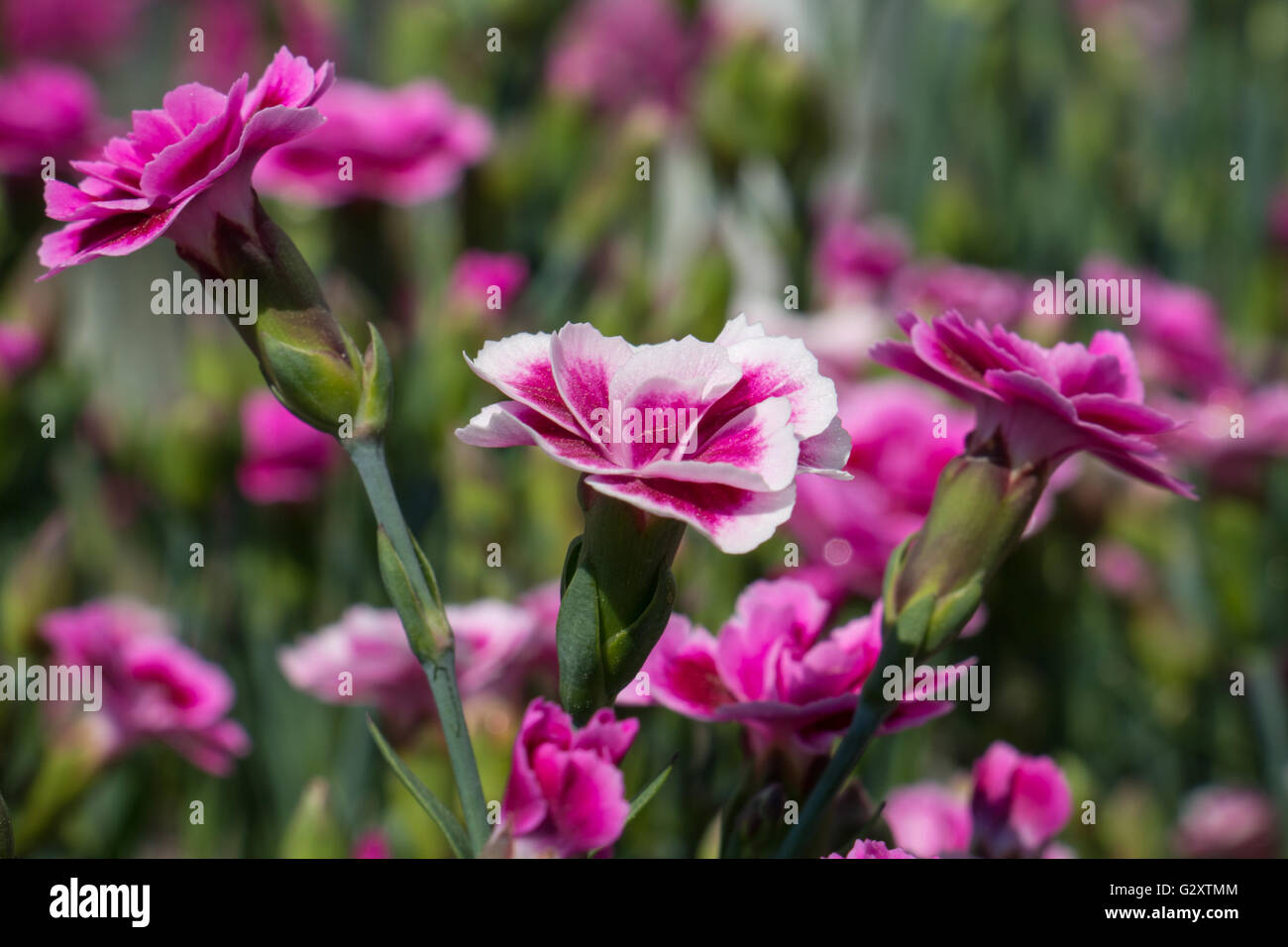 Flowers in Stockholm Stock Photo - Alamy
