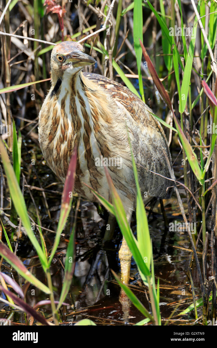 American bittern, Botaurus lentiginosus Stock Photo - Alamy
