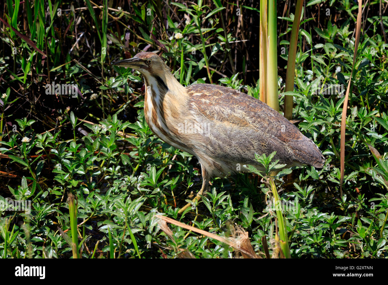 American bittern, Botaurus lentiginosus Stock Photo - Alamy